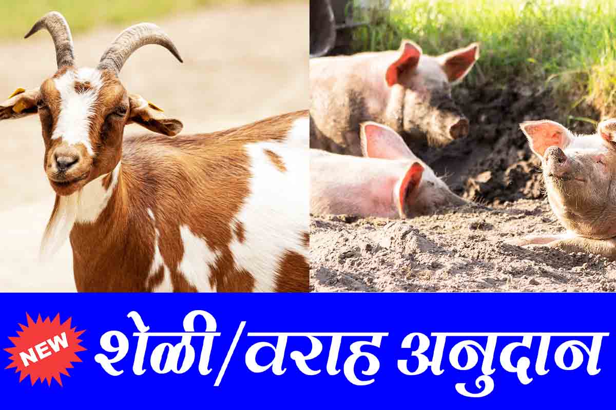 Sheli Anudan Yojana शेळी वराह अनुदान योजना